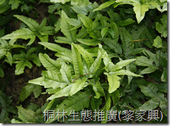 桐林生態社區影像雜誌: 三叉蕨 Tectaria subtriphylla